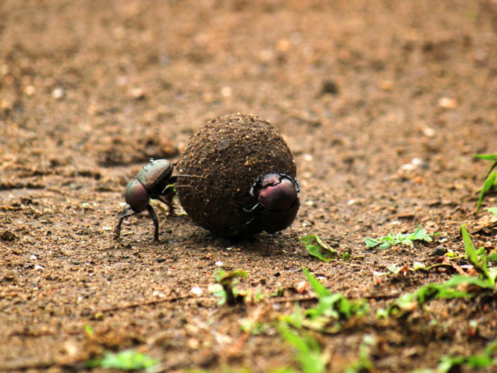 Bushwillow Collection