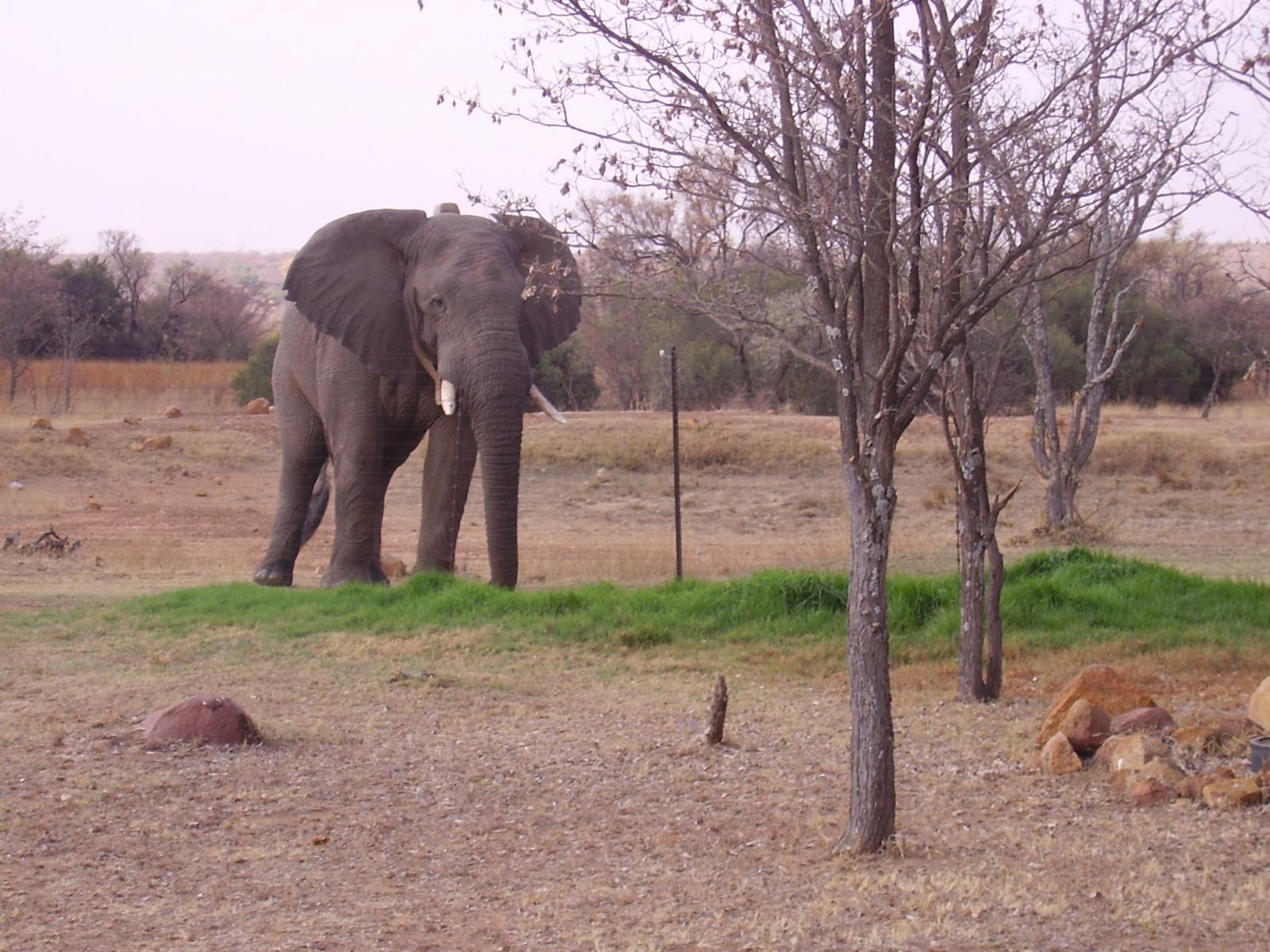 Thekwane lodge in Dinokeng Game Reserve - BEST Getaways - South Africa ...