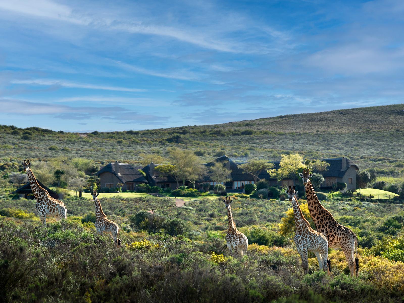 Melozhori Game Reserve in Bonnievale - BEST Getaways - South Africa's ...