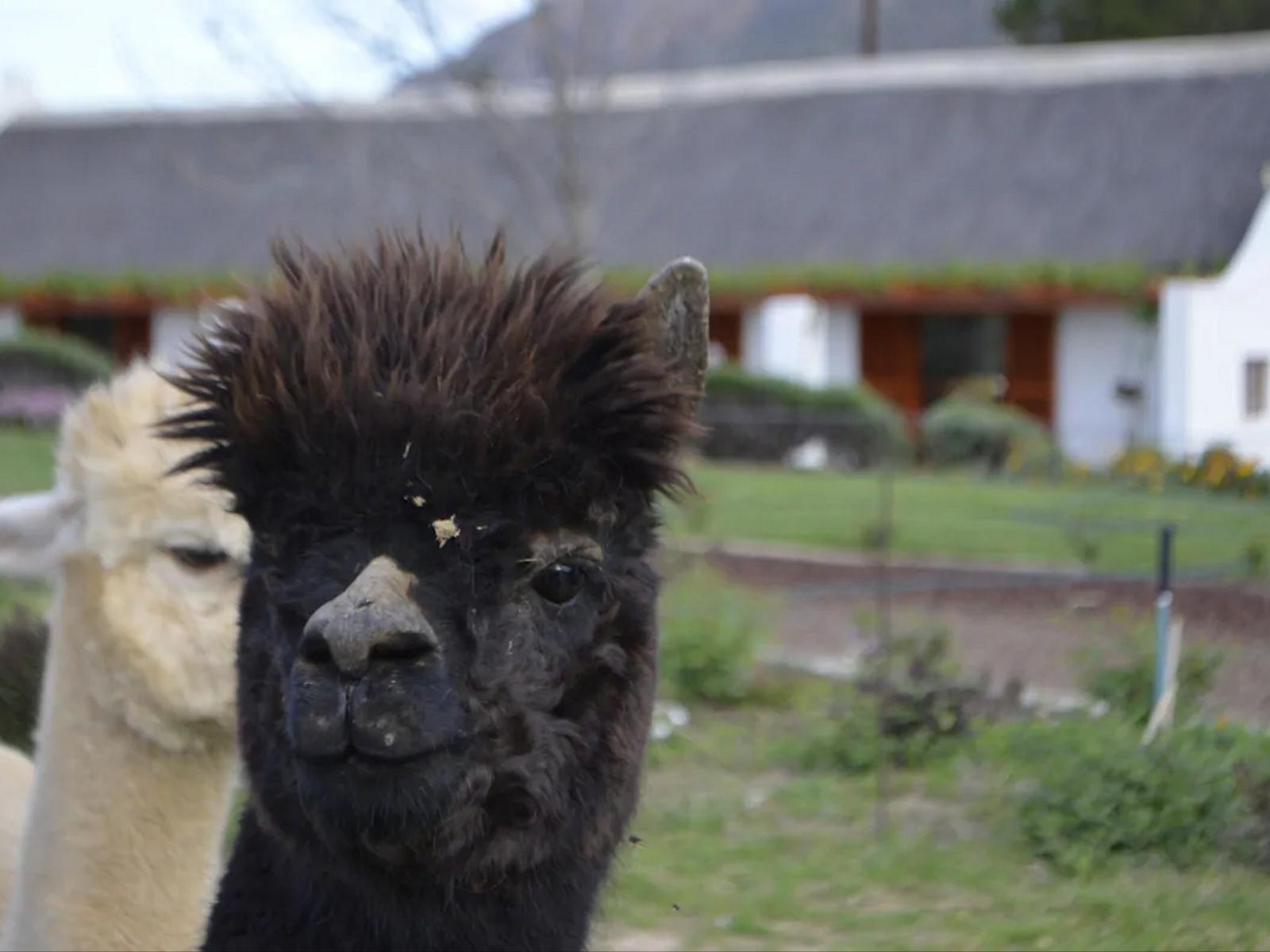 Alpaca Inn | Reserve Your Hotel, Self-Catering, or Bed and Breakfast ...