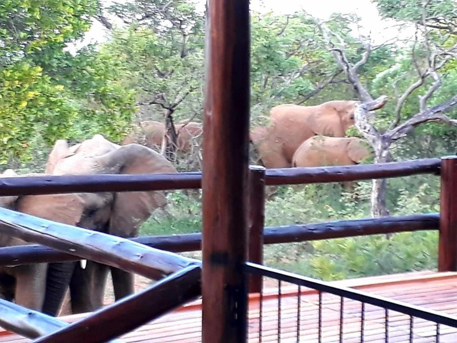 636 Itaga Safari Lodge, Mabalingwe Nature Reserve in Mabalingwe - BEST ...