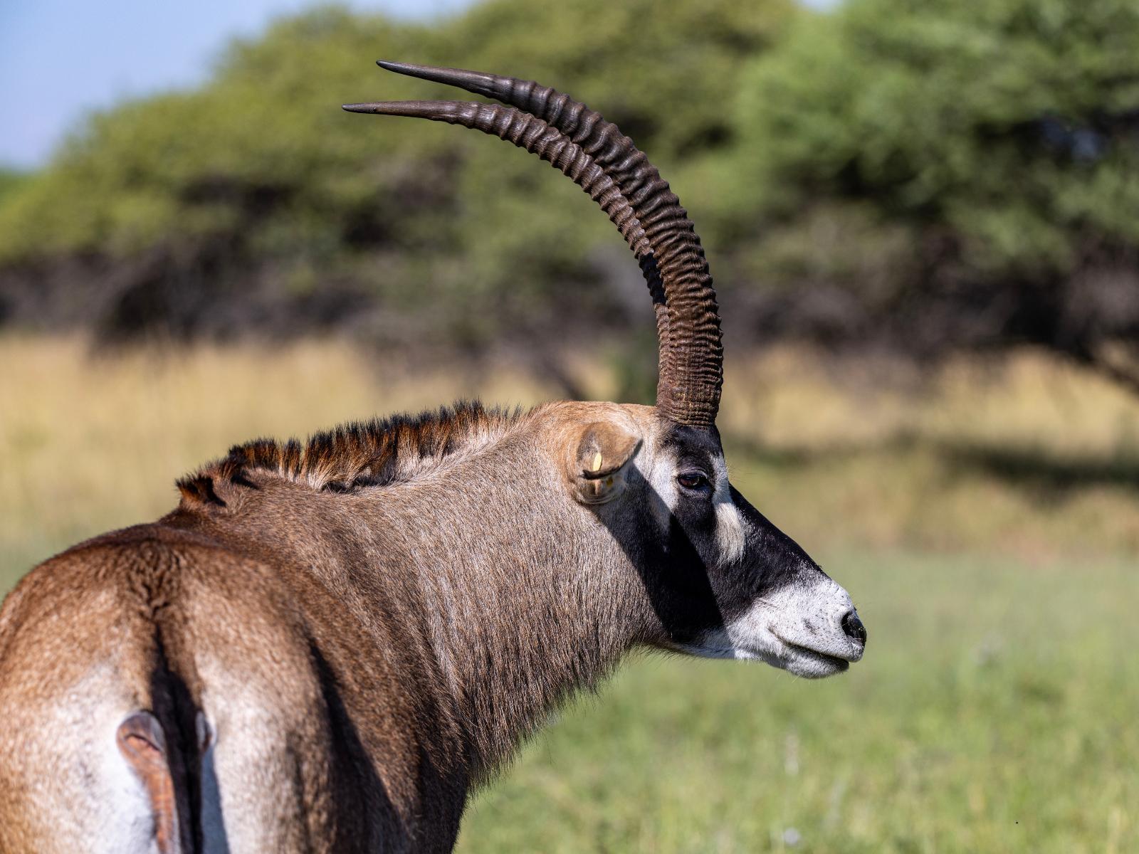 Sable Ranch Bush Lodge