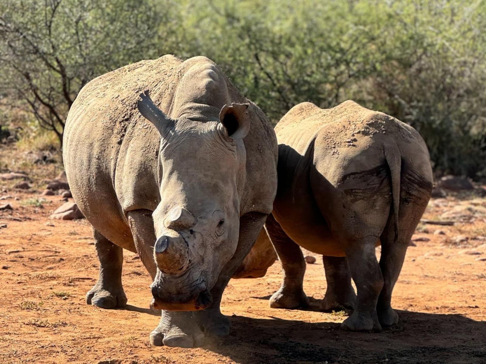 Pangolin Game Lodge - Self-Catering & Games Drives Map | Escape to the ...